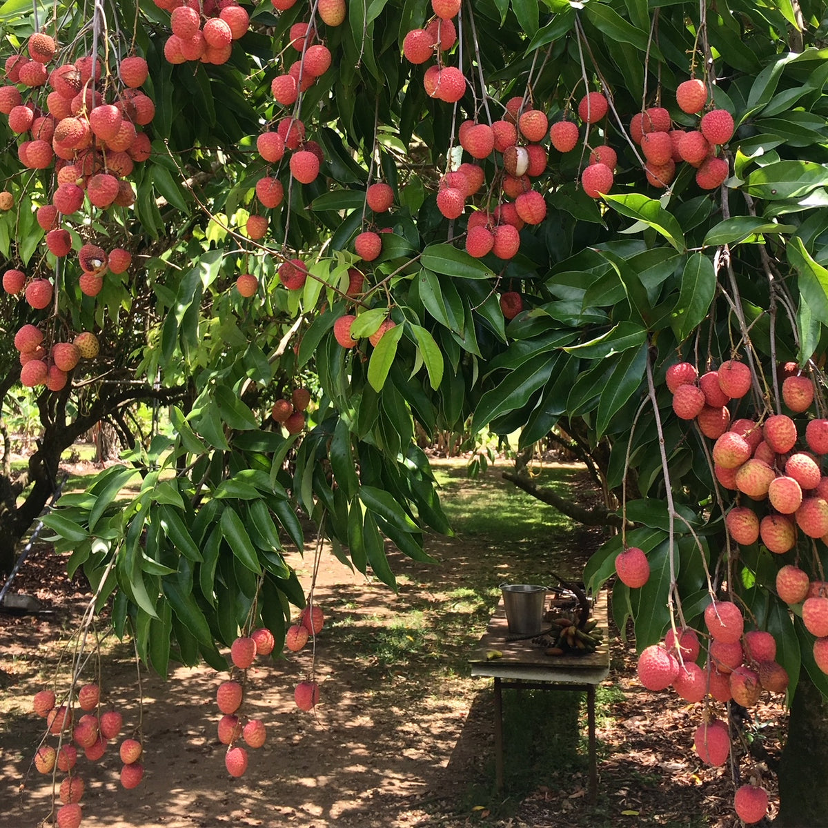 Lychees 10 lb box – FrenchFarms