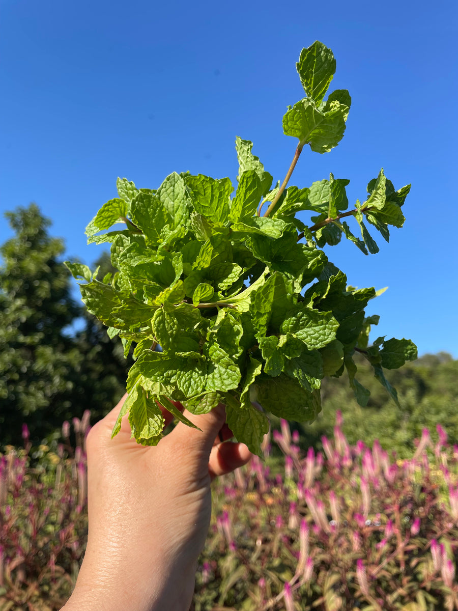 Mint Bunch – FrenchFarms