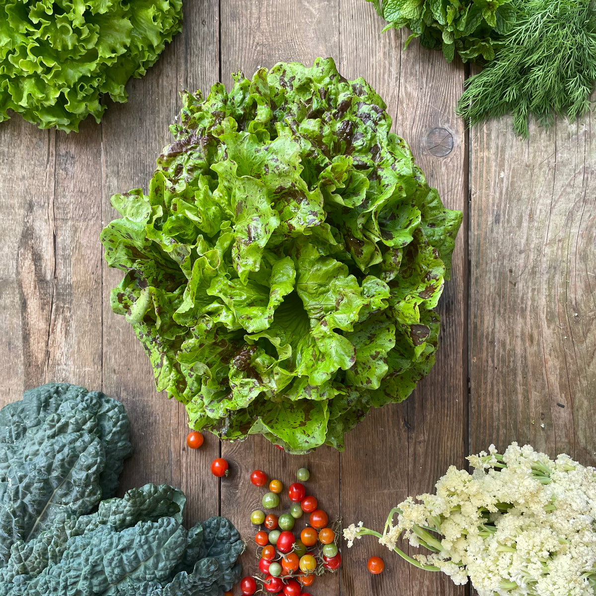 Large Head Lettuce – FrenchFarms
