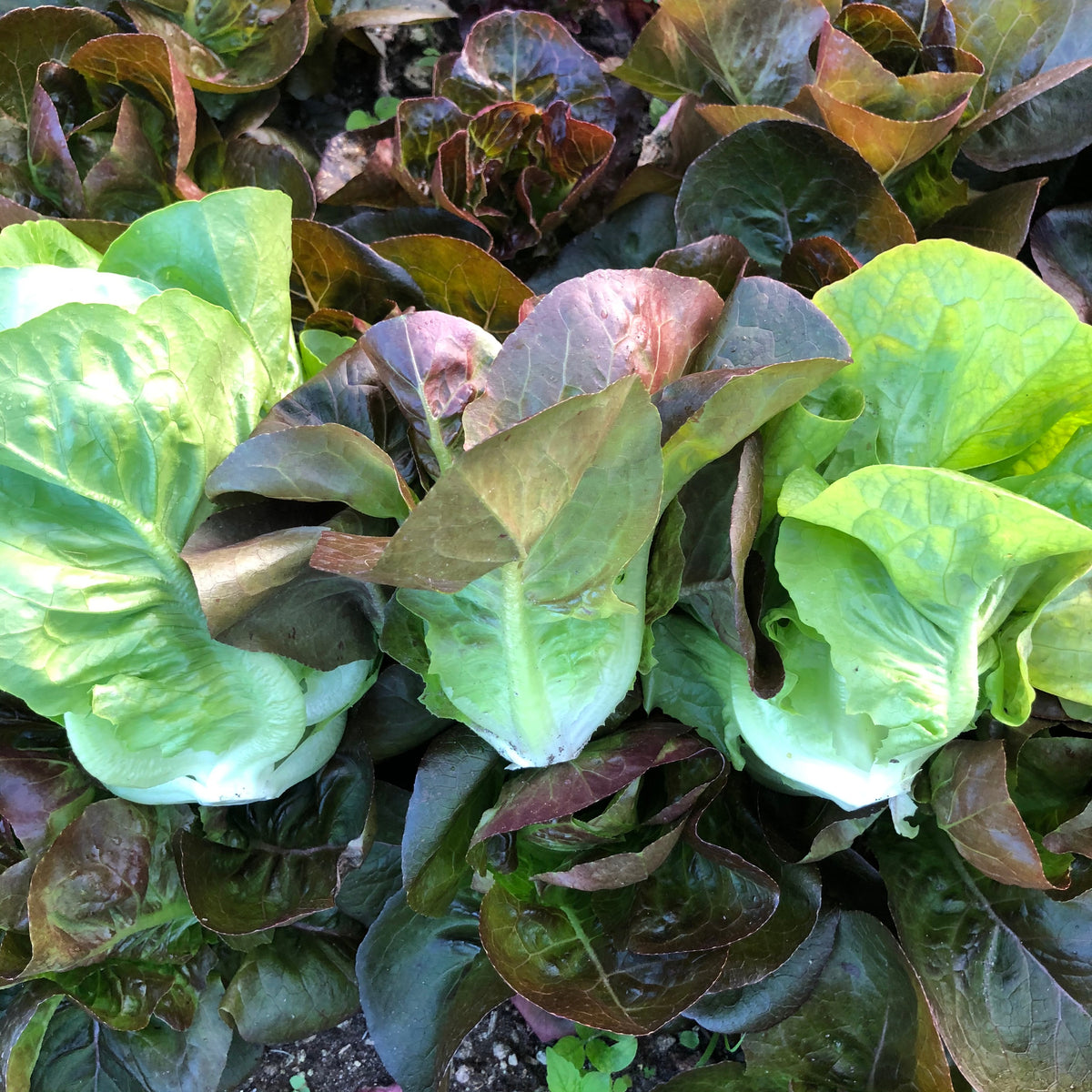 Gem Lettuce Heads – FrenchFarms