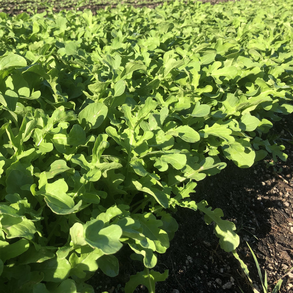 Arugula – FrenchFarms