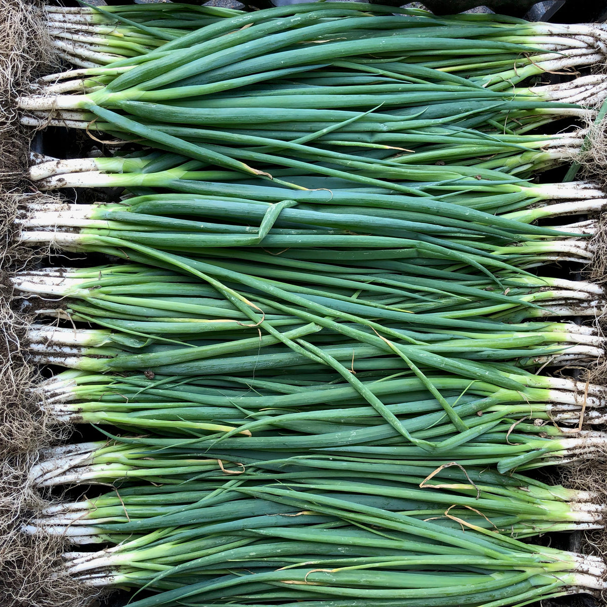 Scallion Bunch – FrenchFarms