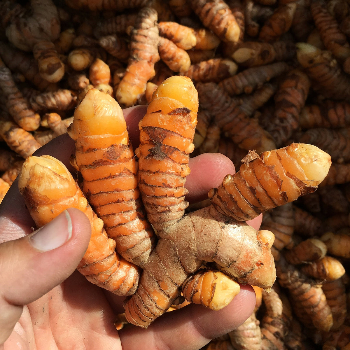 Turmeric Root – FrenchFarms